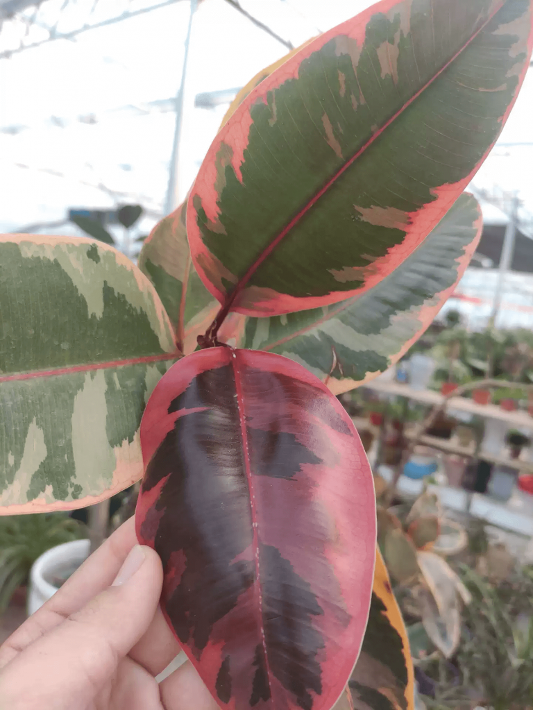 Ficus Elastica Ruby Tissue Culture for Sale - HappyForestStore