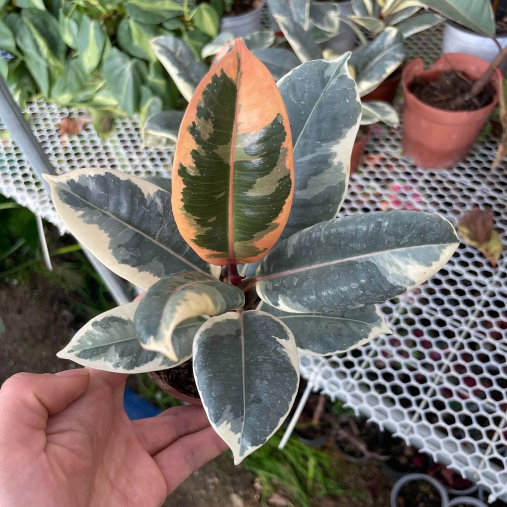 Ficus Elastica Ruby Tissue Culture for Sale - HappyForestStore