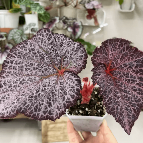 Begonia Fairytale for Sale - HappyForestStore