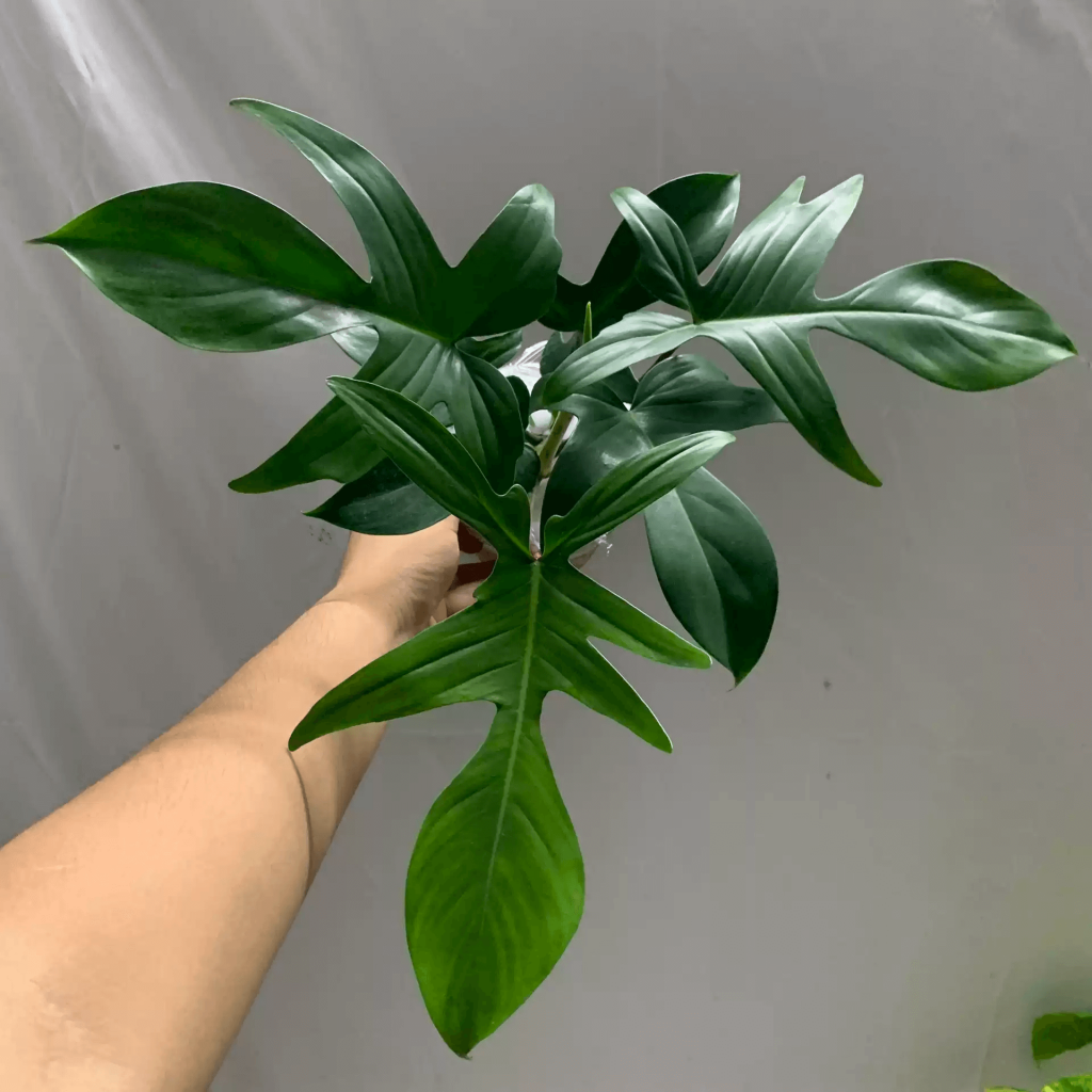 Philodendron Florida Tissue Culture for Sale - HappyForestStore