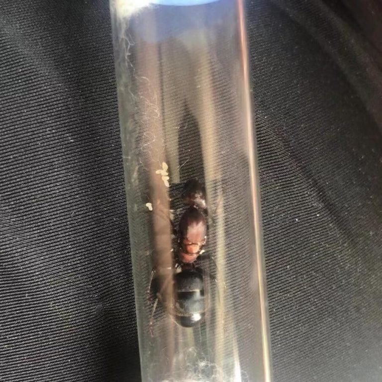 Ants ant colony for sale - HappyForestStore