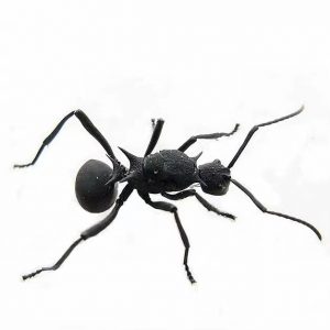 Polyrhachis armata for sale - HappyForestStore