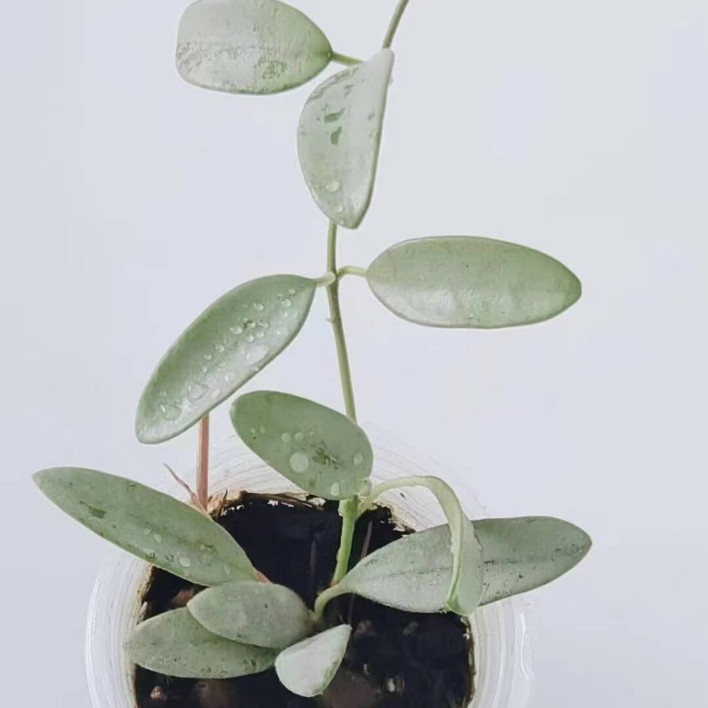 (Rare) Hoya Lima Silver for sale - HappyForestStore