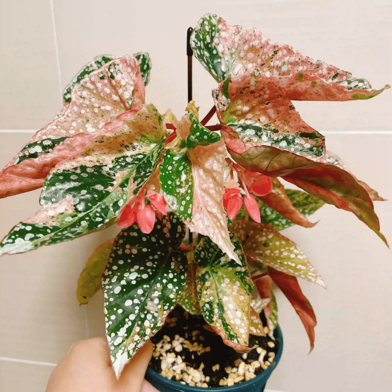 Begonia Snow Capped Variegated for Sale - HappyForestStore