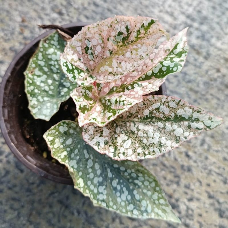 Begonia Snow Capped Variegated for Sale - HappyForestStore