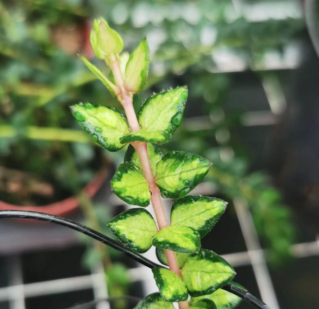 (Rare) Hoya chinghungensis variegated for sale - HappyForestStore