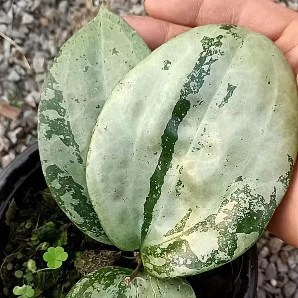 (Rare) Hoya Macrophylla Silver for sale - HappyForestStore