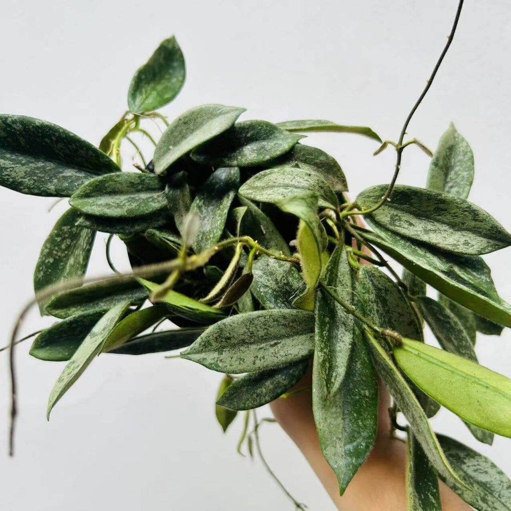 Hoya Thomsonii Splash for sale - HappyForestStore