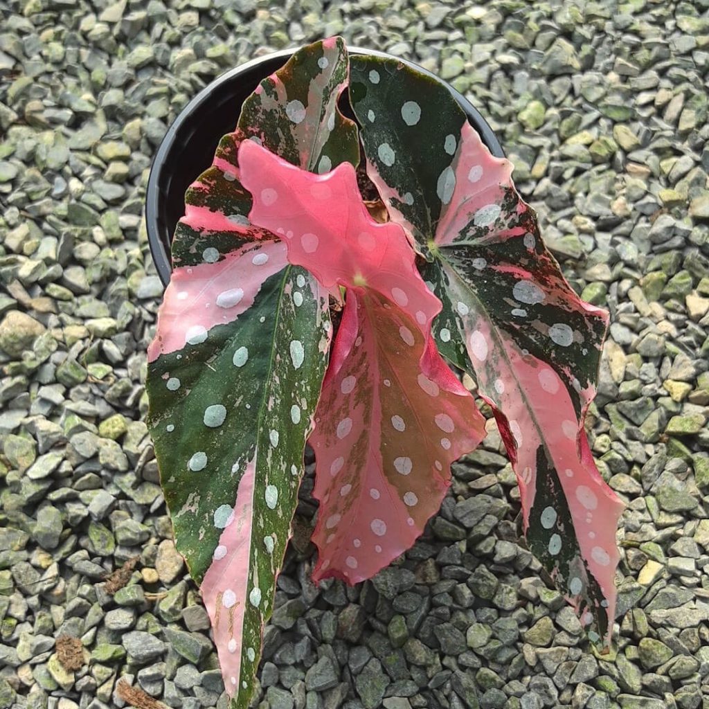 Begonia Maculata Pink Variegated for Sale - HappyForestStore