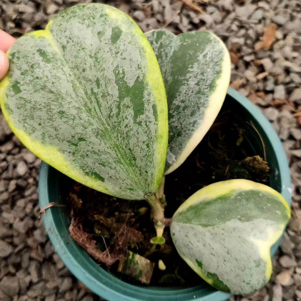(Rare) Hoya Kerrii Albomarginata Splash for sale - HappyForestStore