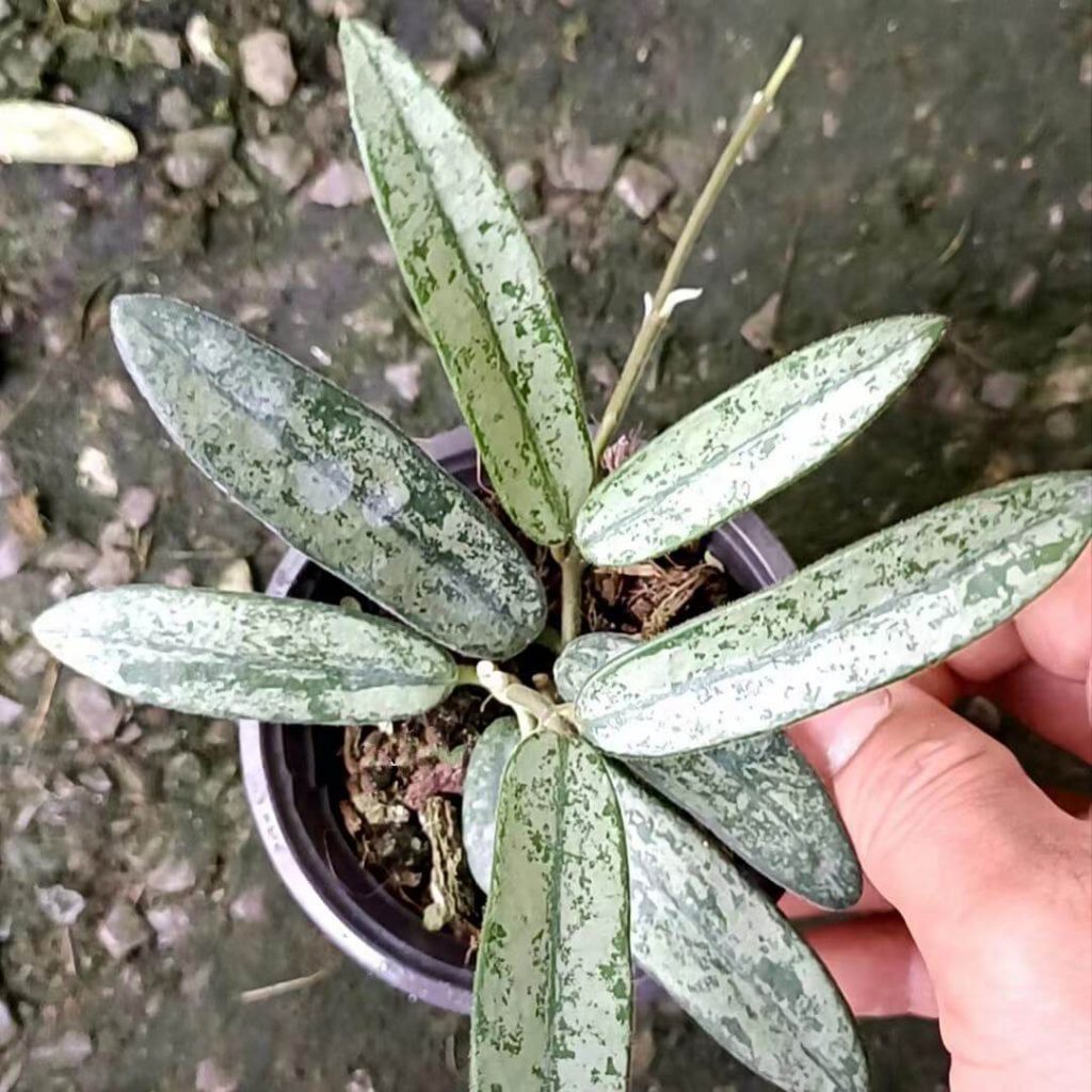 (Rare) Hoya Lyi Splash for sale - HappyForestStore