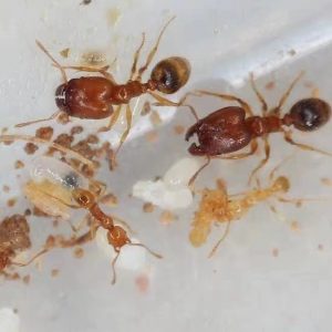 Messor cephalotes - Giant African Harvester Ant for sale - HappyForestStore