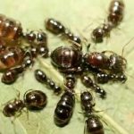 Proformica mongolica for sale - HappyForestStore