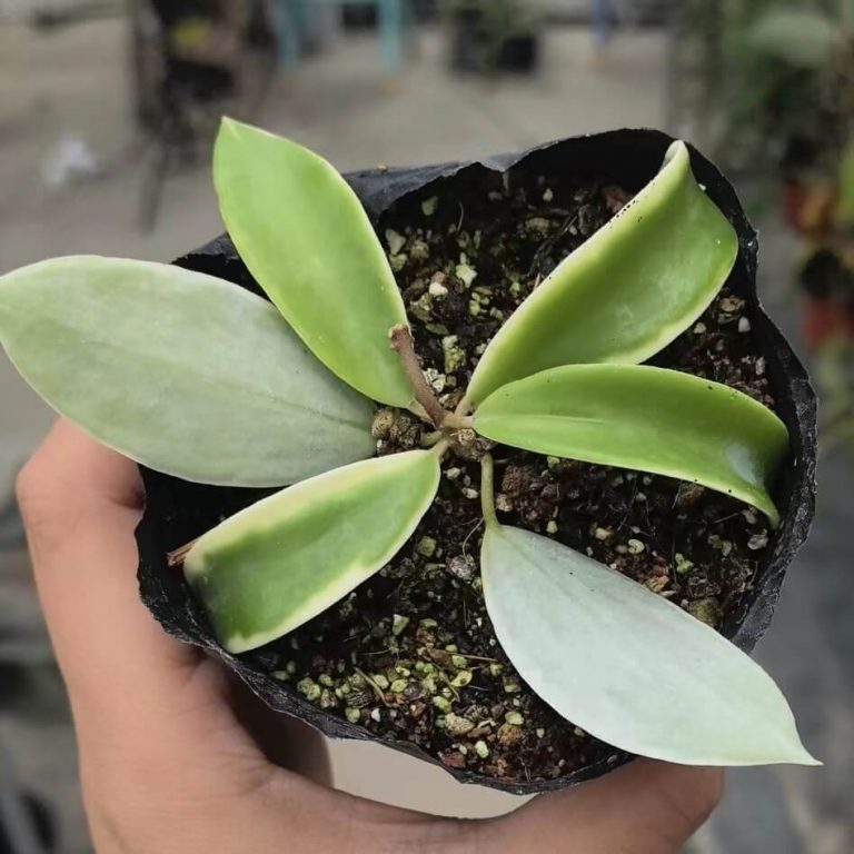 (Rare) Hoya halophila albomarginata for sale - HappyForestStore