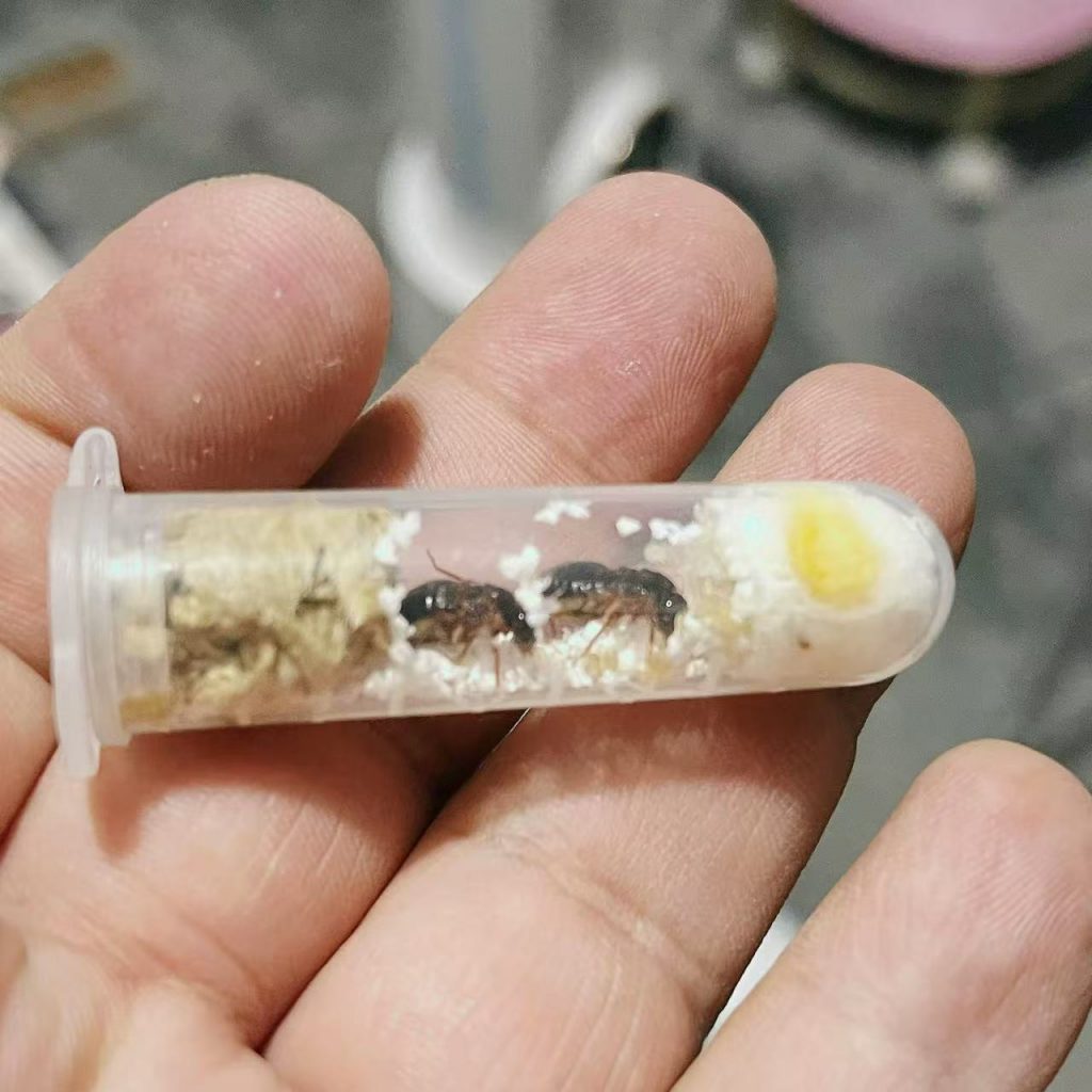 Formosan termite (Coptotermes formosanus) for sale - HappyForestStore