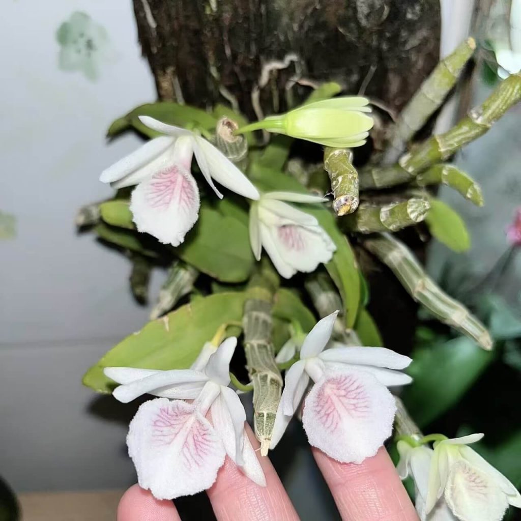 Dendrobium cretaceum for sale - HappyForestStore
