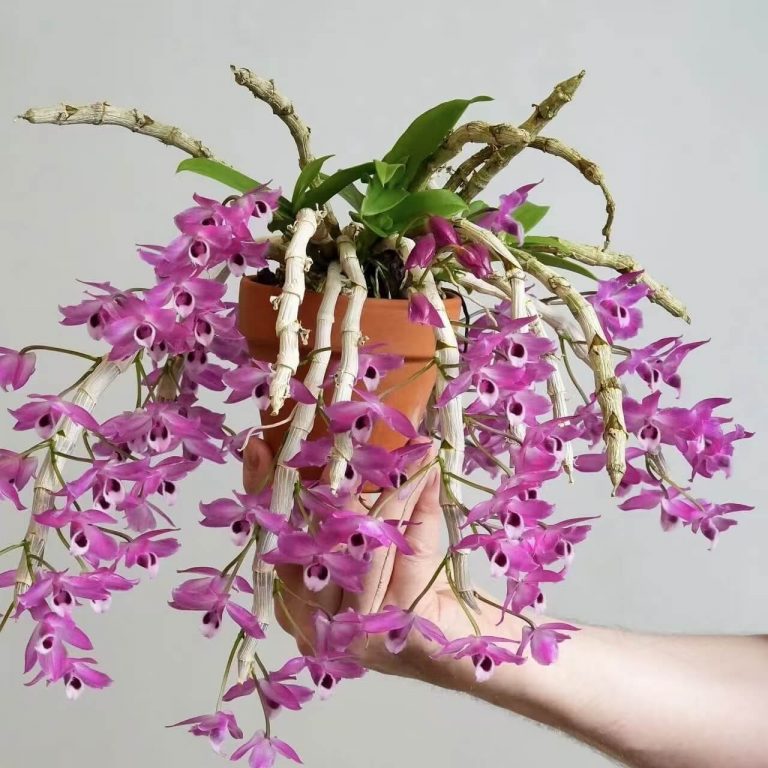Dendrobium parishii for sale - HappyForestStore