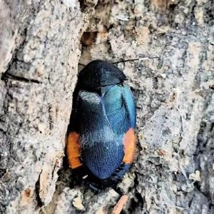 Asian Emerald Roach (Pseudoglomeris beybienkoi/Corydidarum Magnifica ...