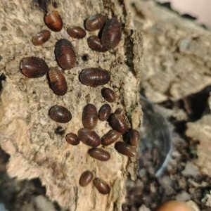 Asian Emerald Roach (Pseudoglomeris beybienkoi/Corydidarum Magnifica ...