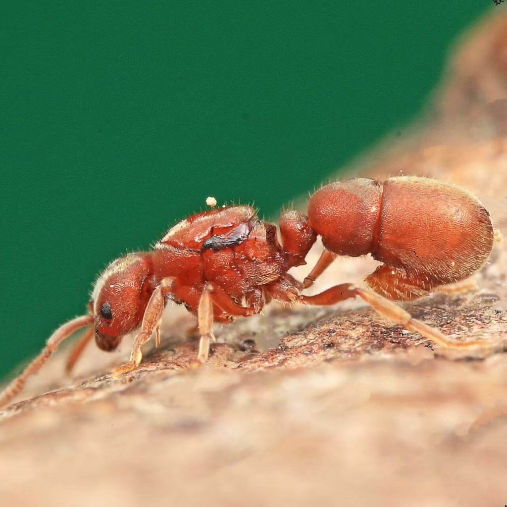 Proceratium kepingmai for sale - HappyForestStore