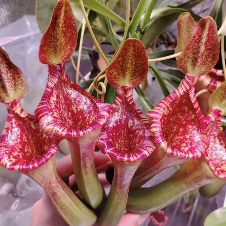 Exotic Plants, Tarantula Shop - HappyForestStore