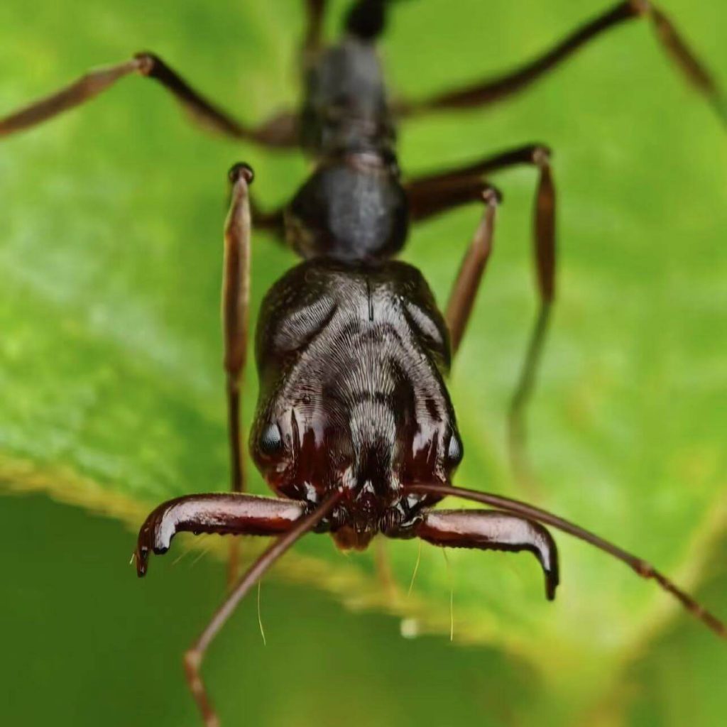 Odontomachus monticola (trap-jaw ants) for sale - HappyForestStore