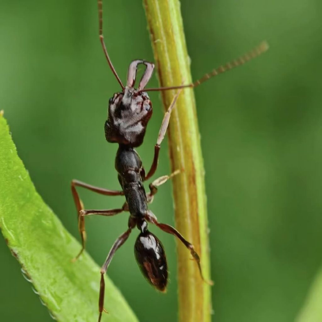 Odontomachus monticola (trap-jaw ants) for sale - HappyForestStore