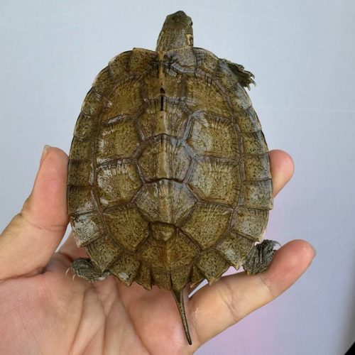 Asian leaf turtle (Cyclemys dentata) for sale - HappyForestStore