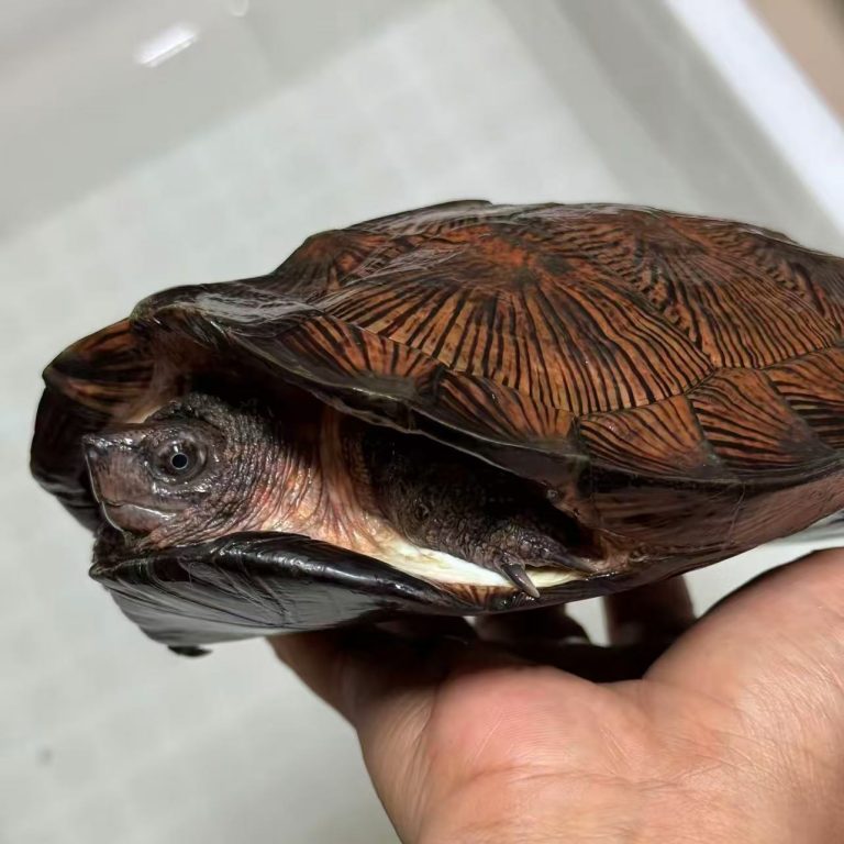 Asian leaf turtle (Cyclemys dentata) for sale - HappyForestStore