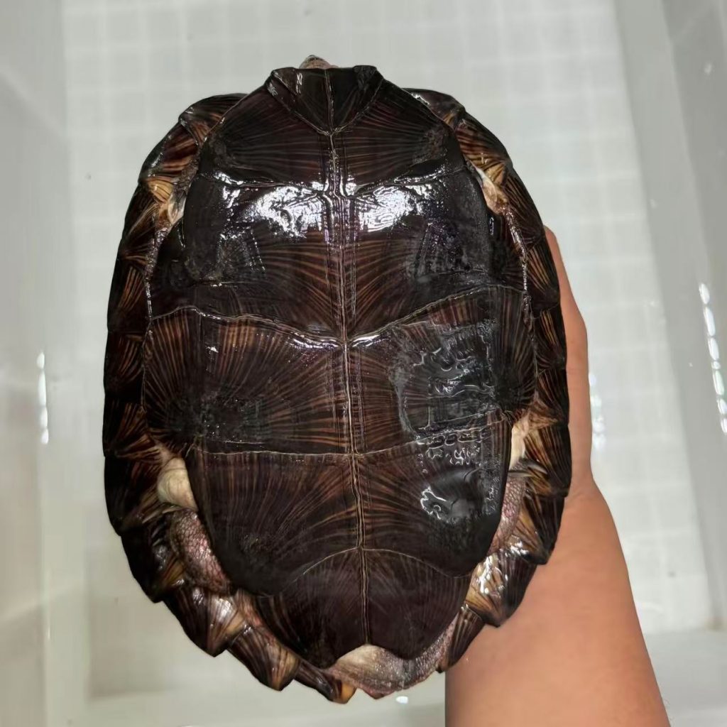Asian leaf turtle (Cyclemys dentata) for sale - HappyForestStore