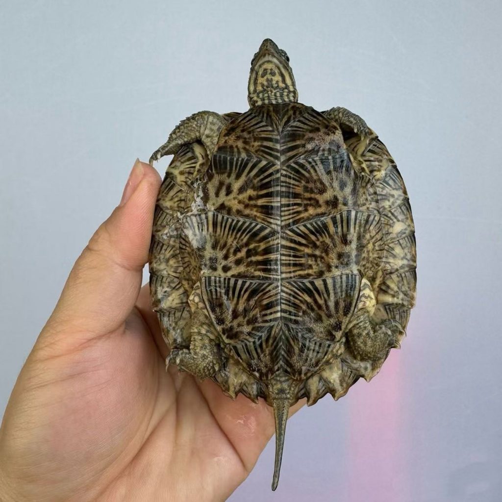 Asian leaf turtle (Cyclemys dentata) for sale - HappyForestStore