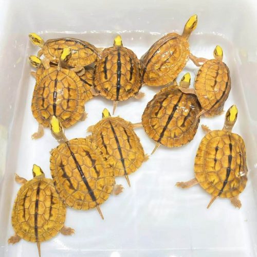 Chinese Golden Coin Turtle (Cuora trifasciata luteocephala ...