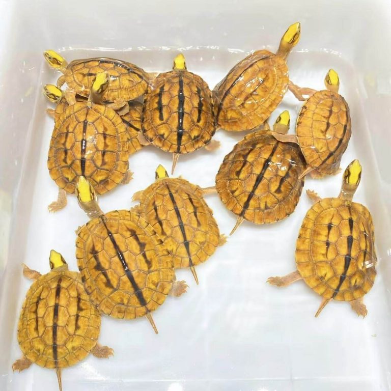 Chinese Golden Coin Turtle (Cuora trifasciata luteocephala ...