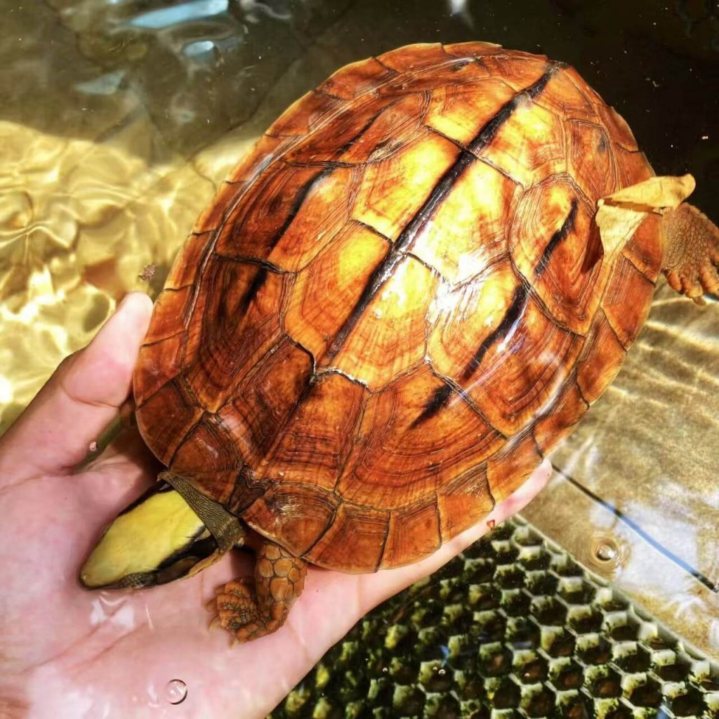 Chinese Golden Coin Turtle (Cuora trifasciata luteocephala ...