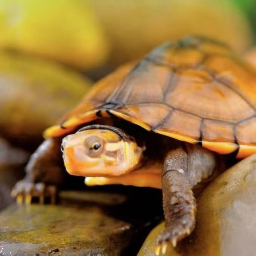 Chinese Southern Stone Turtle (Mauremys mutica mutica) - HappyForestStore
