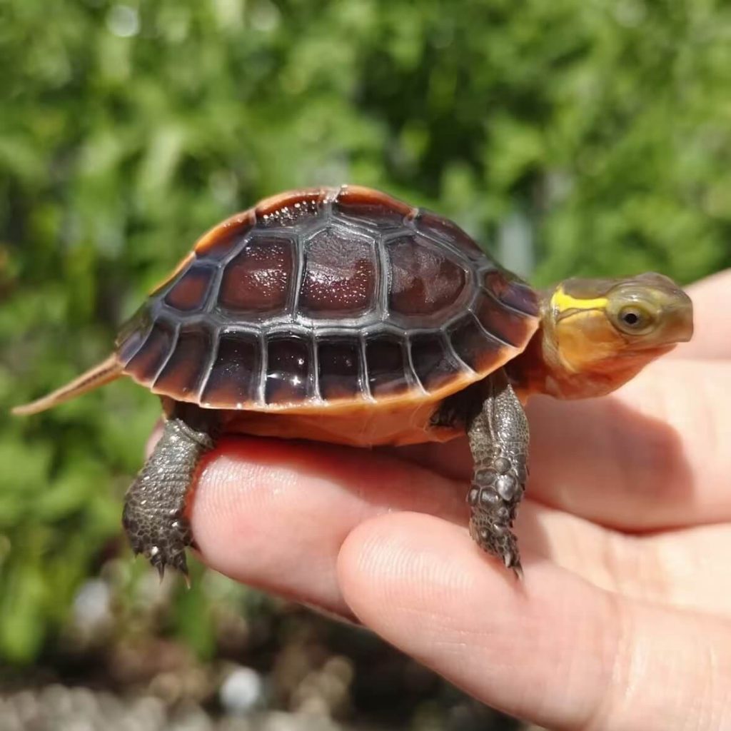 Chinese yellow-margined box turtle (Cuora flavomarginata ...