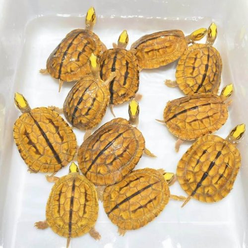 Chinese Golden Coin Turtle (Cuora trifasciata luteocephala ...