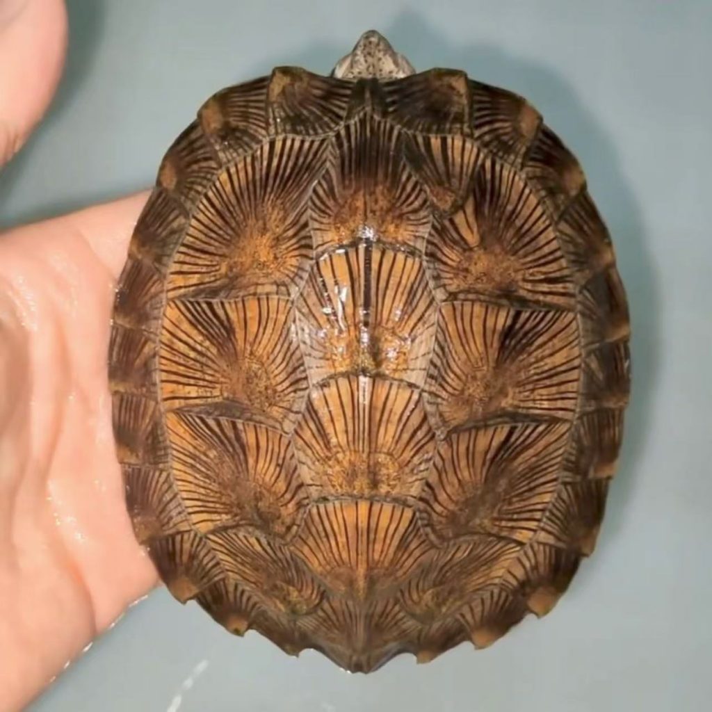Asian leaf turtle (Cyclemys dentata) for sale - HappyForestStore