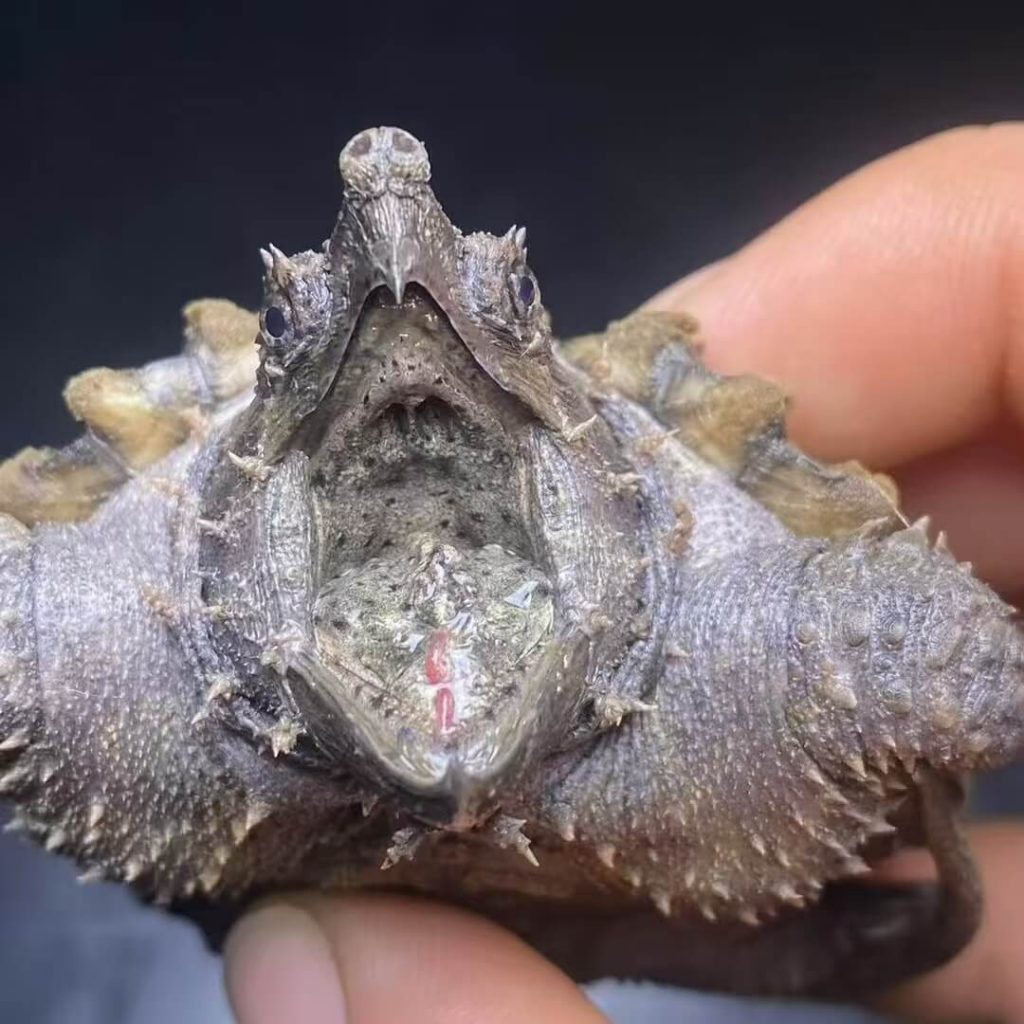 Alligator snapping turtle (Macrochelys temminckii) - HappyForestStore