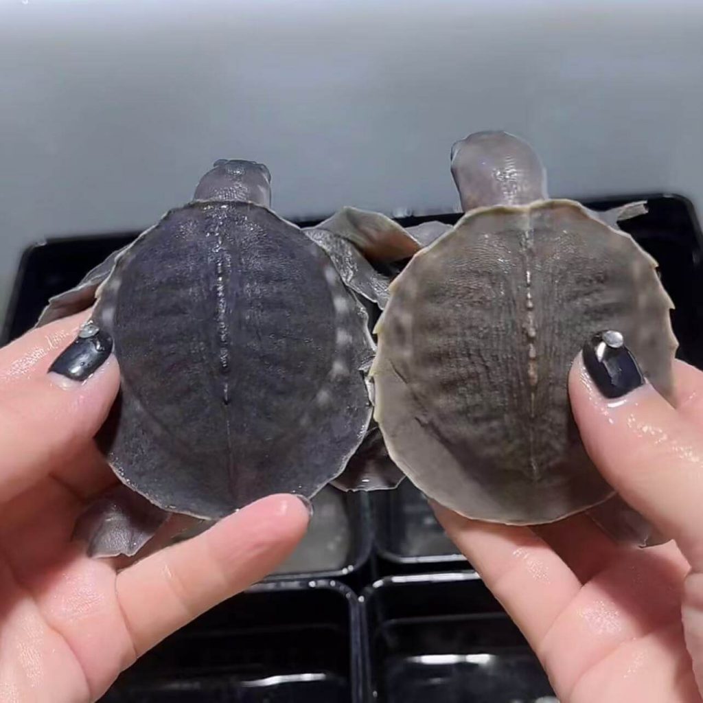 Fly River Turtle / Pig-nosed turtle (Carettochelys insculpta ...