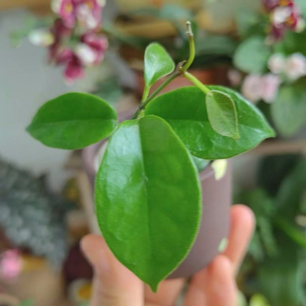 Hoya desvoeuxensis for sale - HappyForestStore