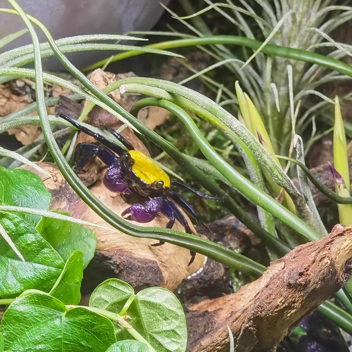 Banana Yellow Carnival Vampire Crab (Geosesarma sp. ”Sunshine“) for ...