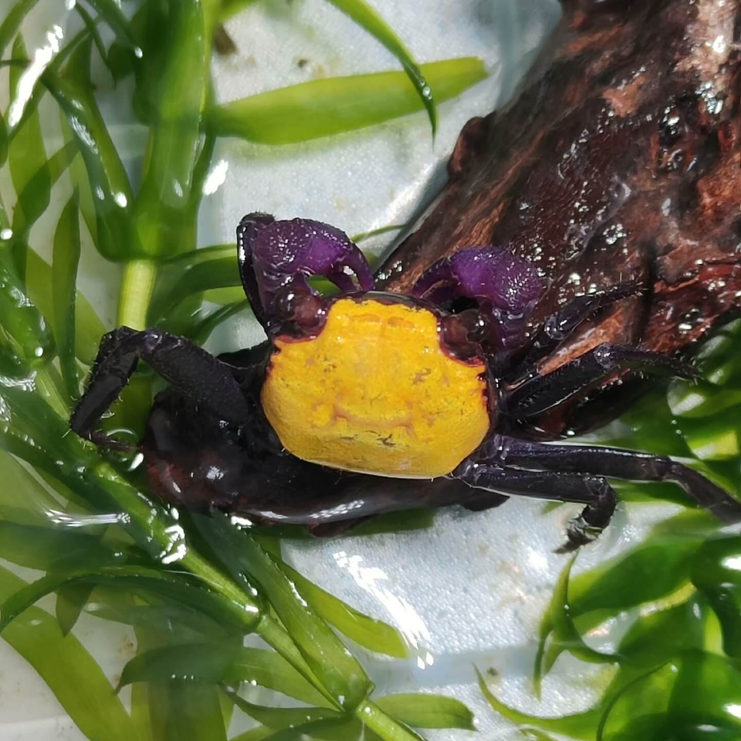 Banana Yellow Carnival Vampire Crab (Geosesarma sp. ”Sunshine“) for ...