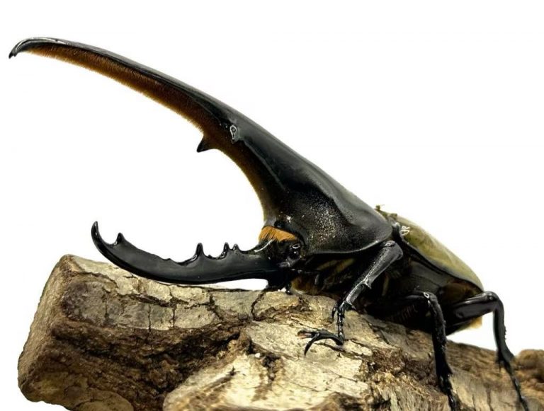 Hercules beetle (Dynastes hercules hercules) for sale - HappyForestStore