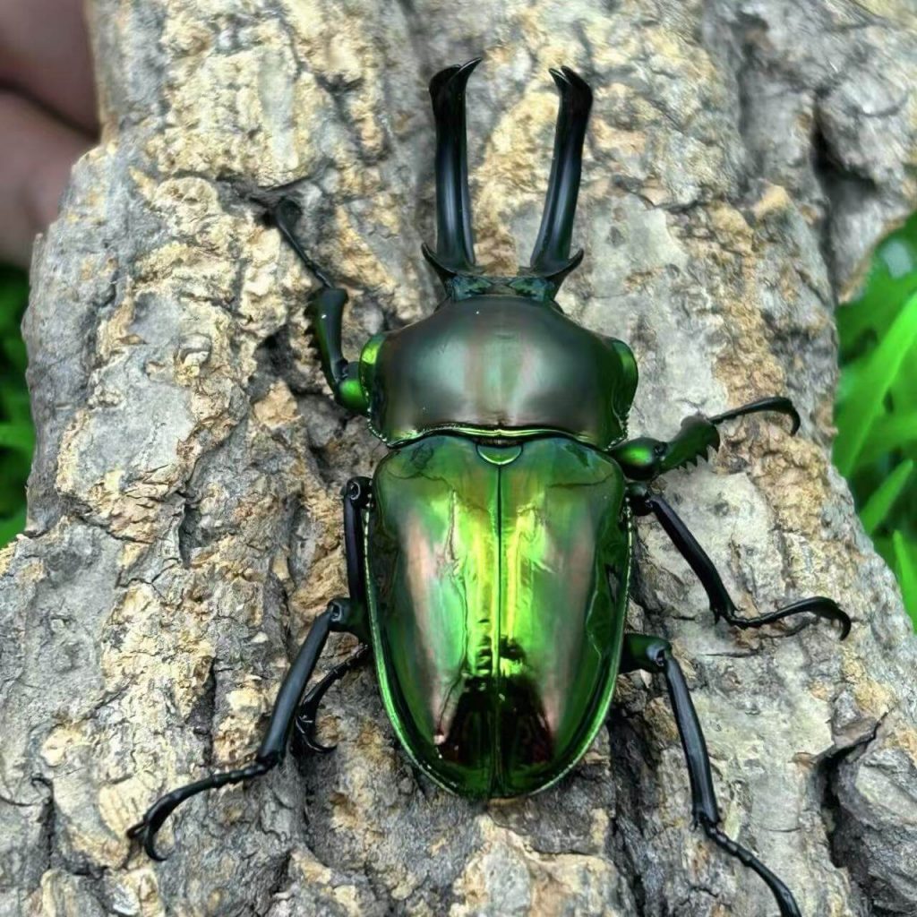 Stag Beetle For Sale