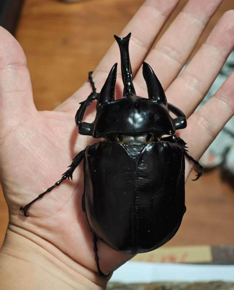 Actaeon beetle (Megasoma actaeon) for sale - HappyForestStore