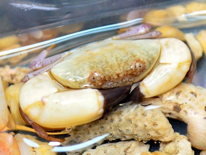 Caystre’s Crab (Pseudozius caystrus) for Sale - HappyForestStore