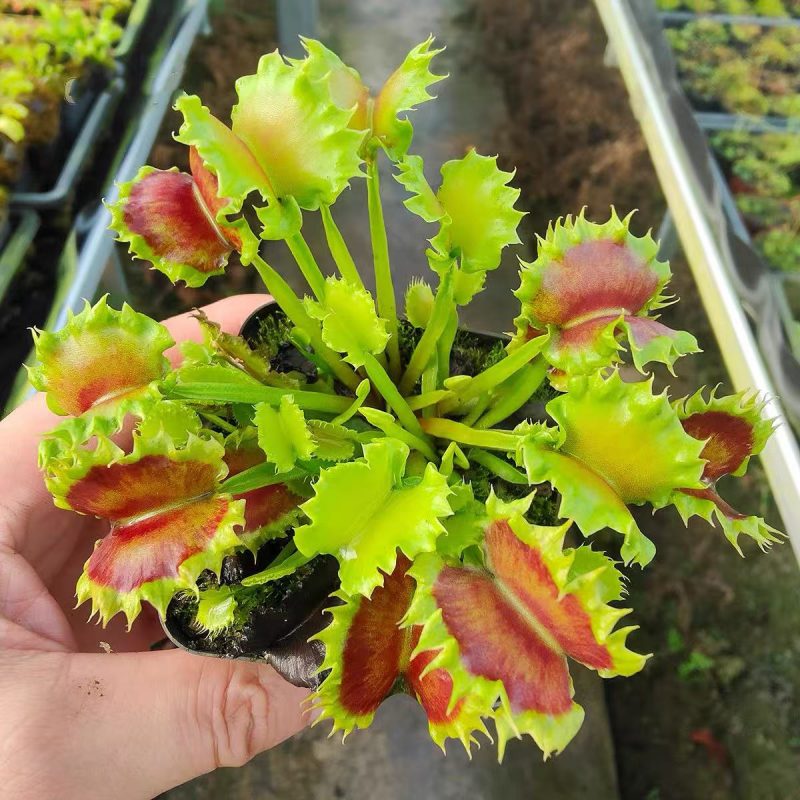 Venus flytrap Demon (Dionaea muscipula) for sale - HappyForestStore
