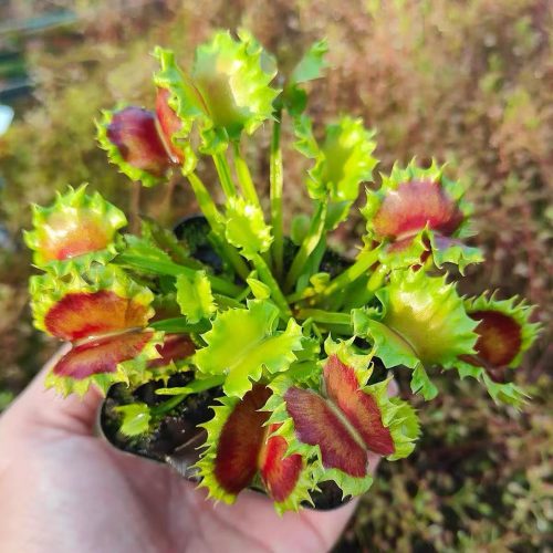 Venus flytrap Demon (Dionaea muscipula) for sale - HappyForestStore