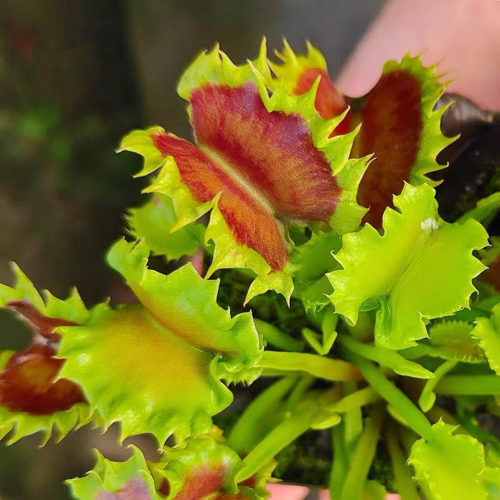 Venus flytrap Demon (Dionaea muscipula) for sale - HappyForestStore